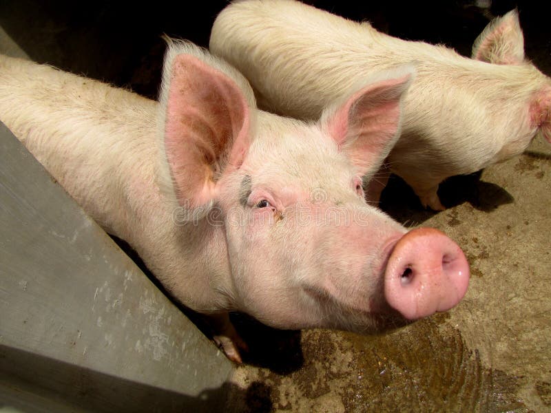 Pigs animal farm stock photo. Image of leaves, blcak - 56543212