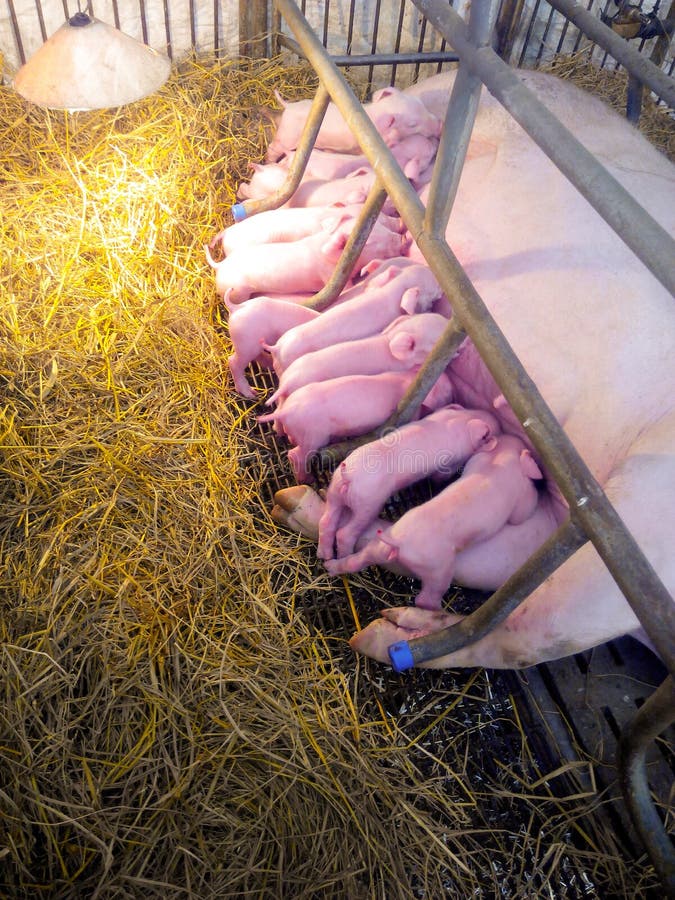Pigs Baby Birth Day on Farm Stock Image - Image of born, creature: 50778921