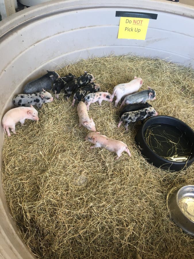 Pigs Baby Birth Day on Farm Stock Image - Image of born, creature: 50778921