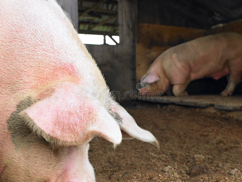 Pig in Barn stock image. Image of barn, living, inside - 12597375