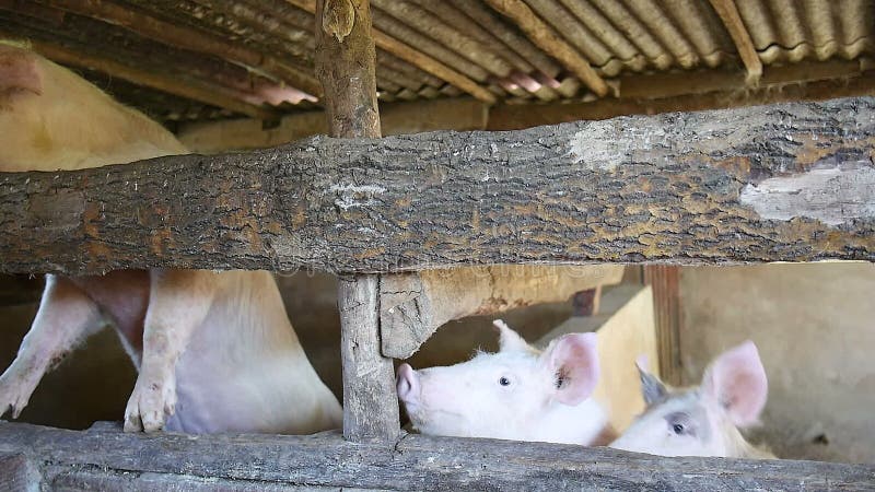 Pigs in barn stock video. Video of mammal, interior, fence - 54661303