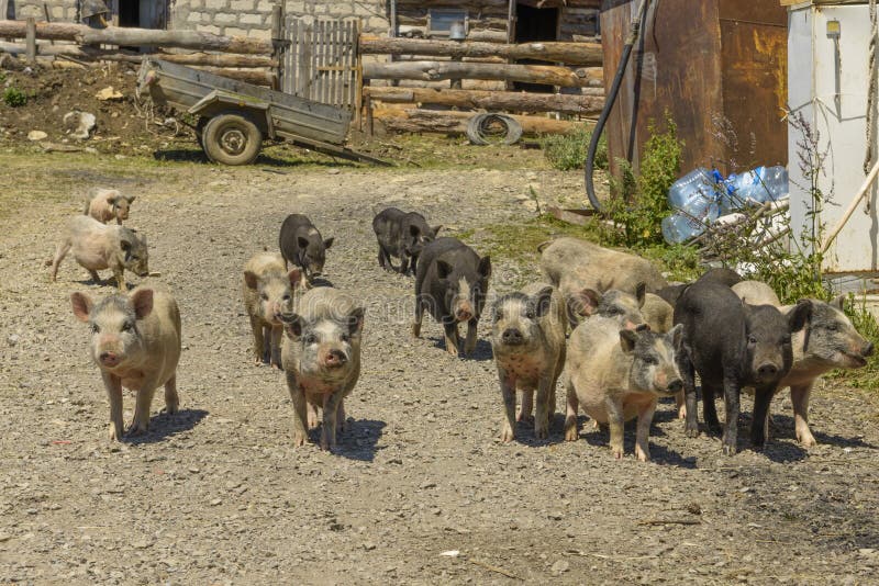 Pigs in a Barnyard in the Village Stock Photo - Image of piglet, nature ...