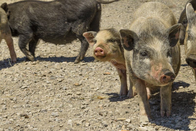 Pigs in a Barnyard in the Village Stock Photo - Image of pork, breeding ...