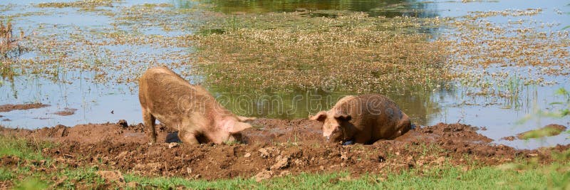 Pigs bathing in the mud stock image. Image of agriculture - 223057939