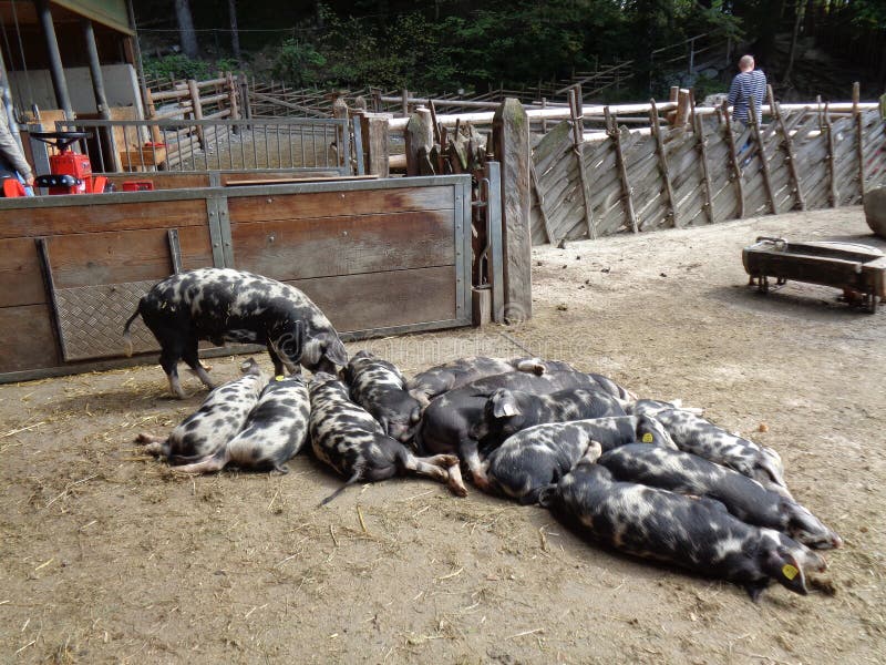 Pigs are Chilling at the Farm Stock Photo - Image of nature, eating ...