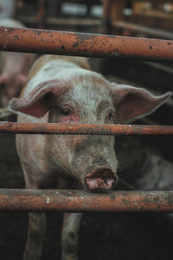 Pigs in corrals stock image. Image of communicate, live - 174667721