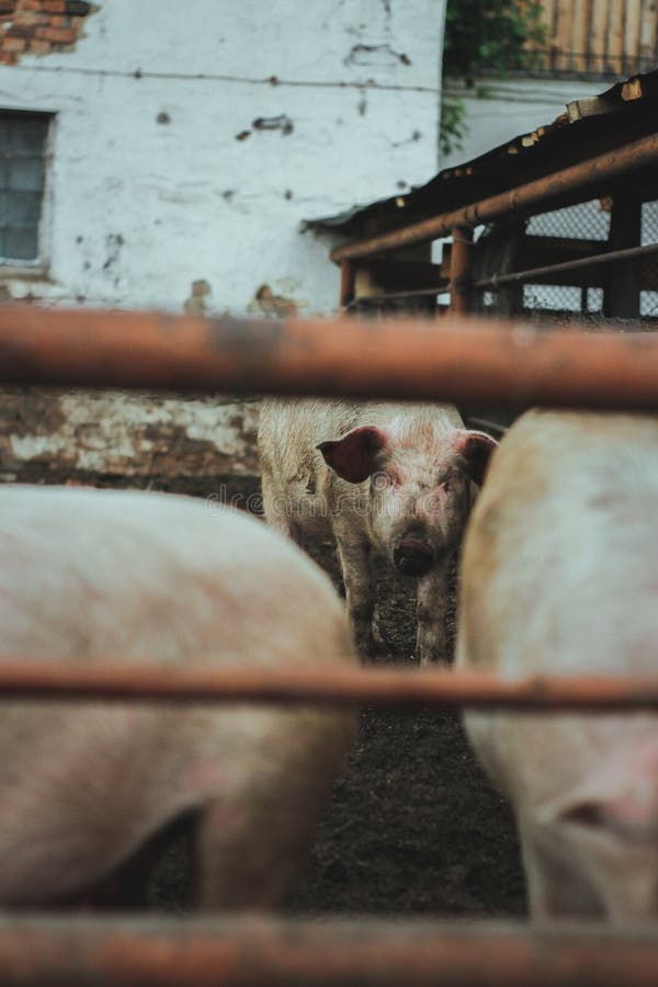 Pigs in corrals stock image. Image of live, cages, nbig - 174667815