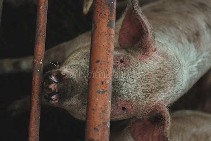 Pigs in corrals stock photo. Image of pigs, nbig, communicate - 174667856