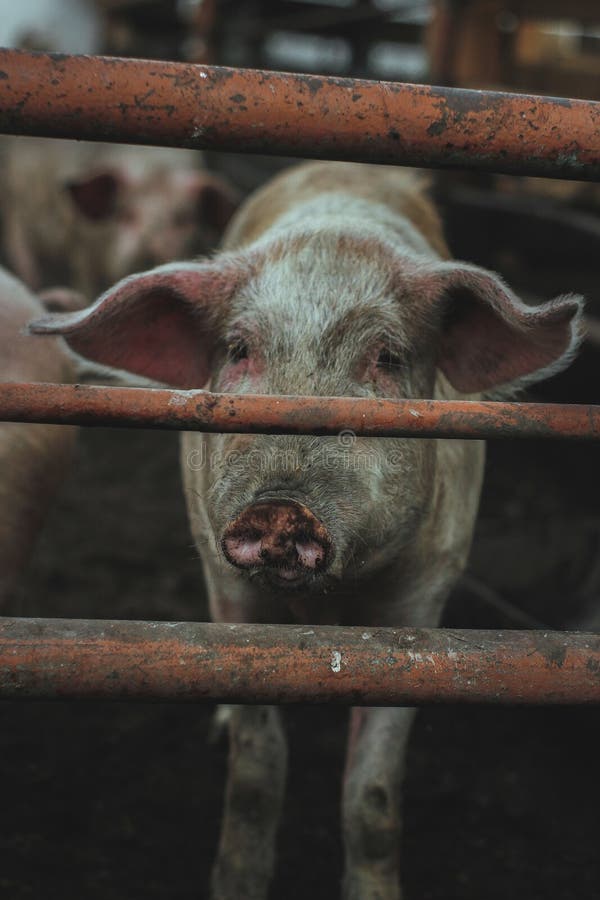 Pigs in corrals stock image. Image of cages, eats, nbig - 174667919