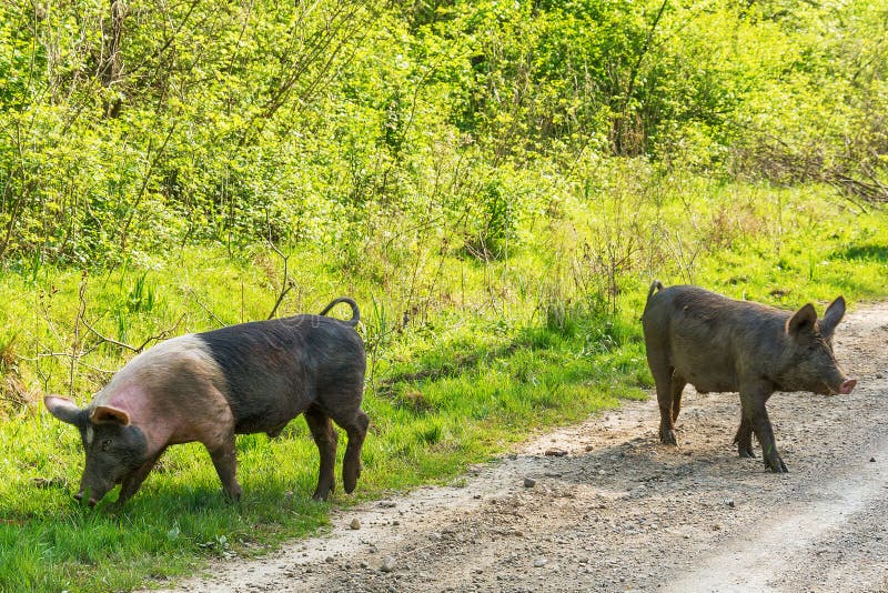 Pigs on the road stock image. Image of hawaii, wild, pigs - 83573443