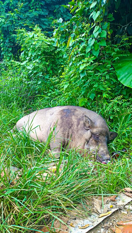 Pigs dig in the grass stock image. Image of pork, bacon - 43368061