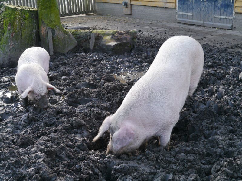 Pigs Dig the Ground with Their Snouts Stock Photo - Image of meat ...