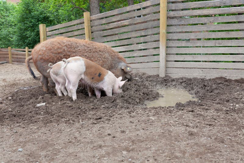 Pigs Digging in Outdoor Enclosure Stock Photo - Image of adorable, farm ...