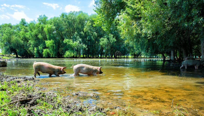 Pigs Drinking Water from the Lake Stock Image - Image of habitat, pumba ...