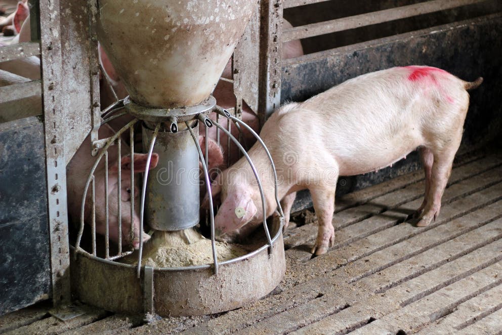 Pigs Eating stock image. Image of farm, domestic, agricultural - 20113611