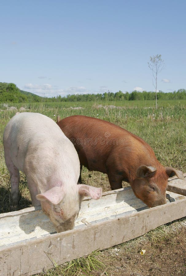 Pigs eating stock photo. Image of hungry, rural, head - 5368494