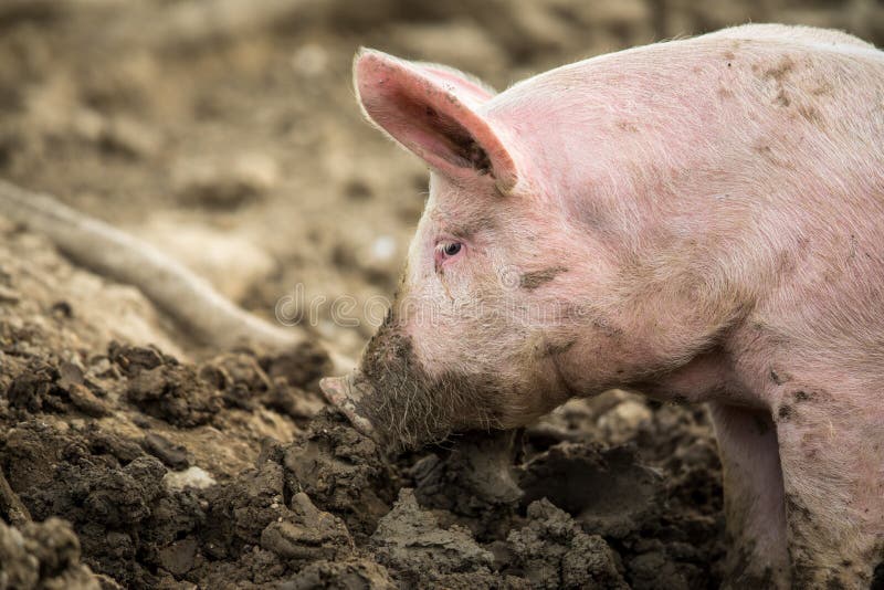 Pigs Eating on a Meadow in Farm Stock Photo - Image of field, grownup ...