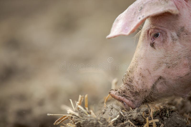 Pigs Eating on a Meadow in Farm Stock Photo - Image of eating, natural ...
