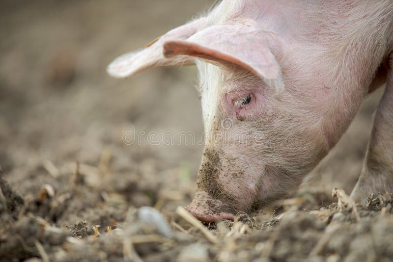 Pigs Eating stock image. Image of farm, domestic, agricultural - 20113611