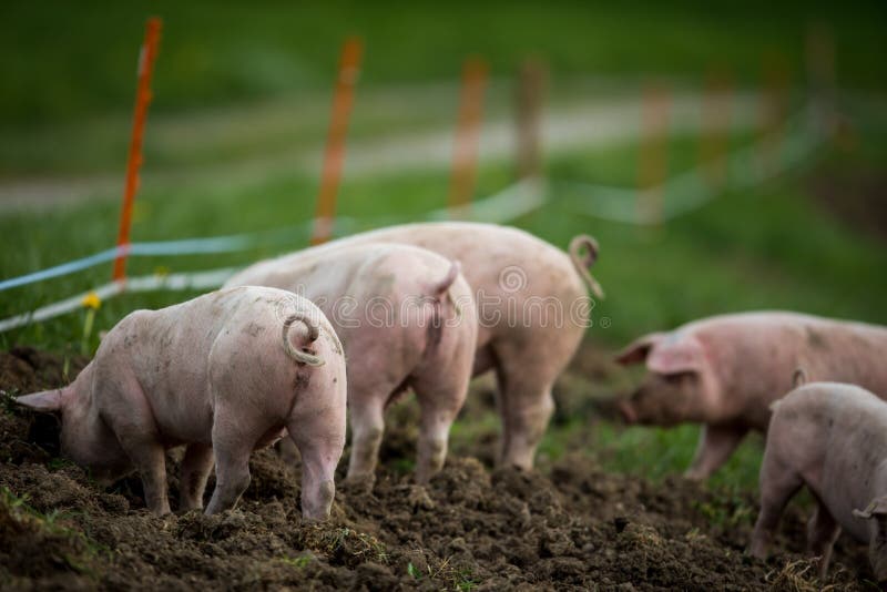 Pigs Eating on a Meadow in Farm Stock Image - Image of domestic ...