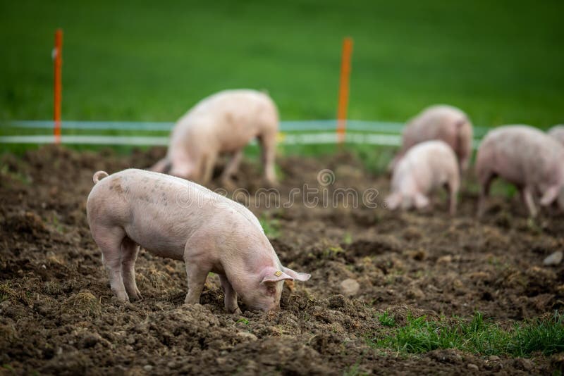 Pigs Eating on a Meadow in Farm Stock Photo - Image of pink, nature ...