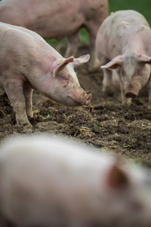 Pigs Eating in an Organic Meat Farm Stock Photo - Image of field, pork ...