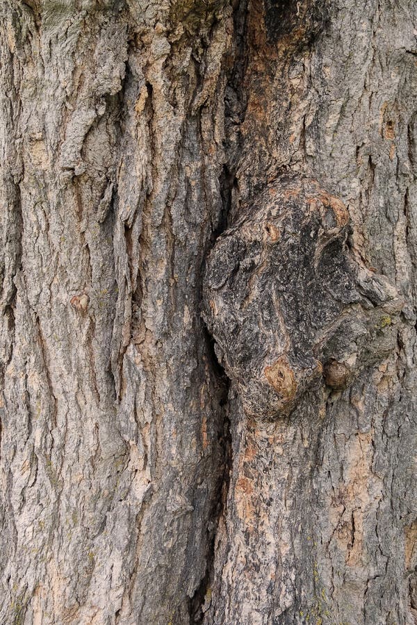 142 Pig Like Face Stock Photos - Free & Royalty-Free Stock Photos from ...