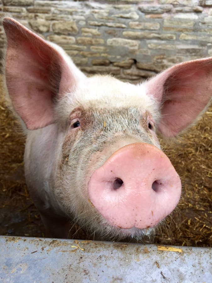 Pigs Face in Sty stock photo. Image of nose, snout, funny - 75838312