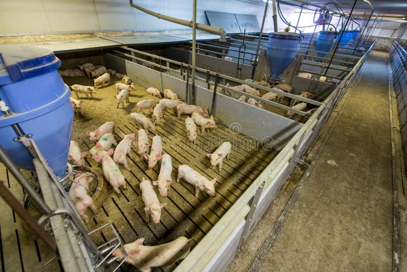 Pigs at a factory stock image. Image of commotion, mother - 76763439