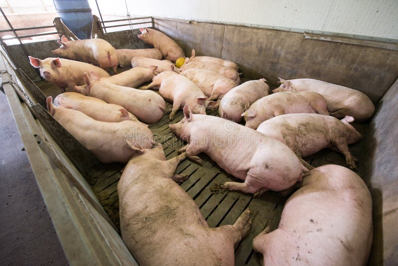 Pigs at a factory stock image. Image of commotion, mother - 76763439