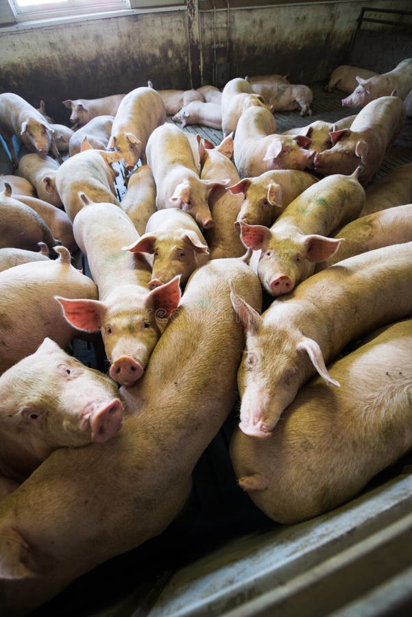 Pigs at a factory stock image. Image of commotion, mother - 76763439
