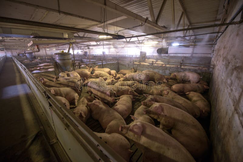 Pigs at a factory stock image. Image of barn, natural - 77404325