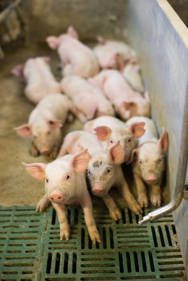Pigs at factory stock image. Image of barn, farm, farrow - 76266387