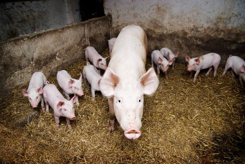 Three pigs stock image. Image of wall, pigs, pink, pigpen - 8788075