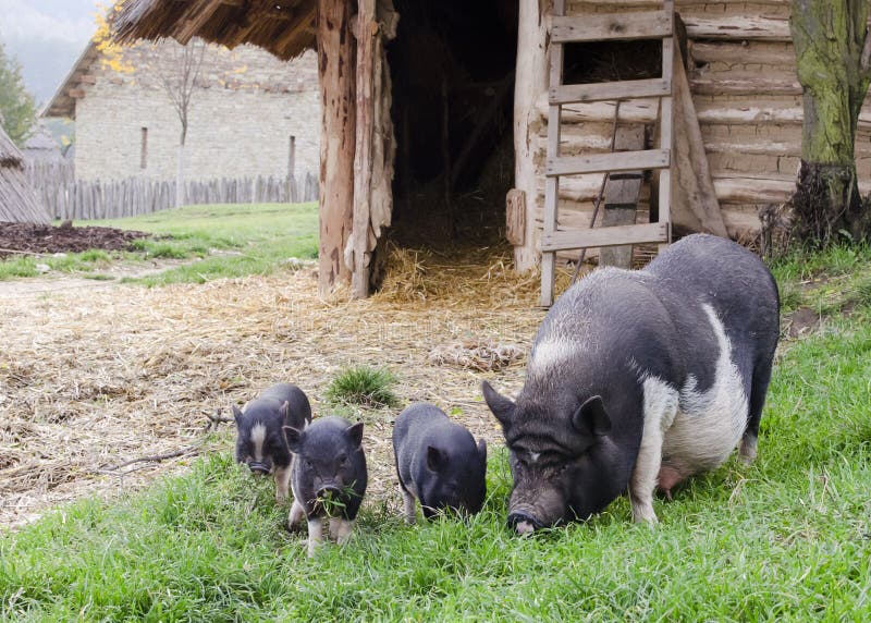 Pigs on farm stock image. Image of environment, chicken - 37467651