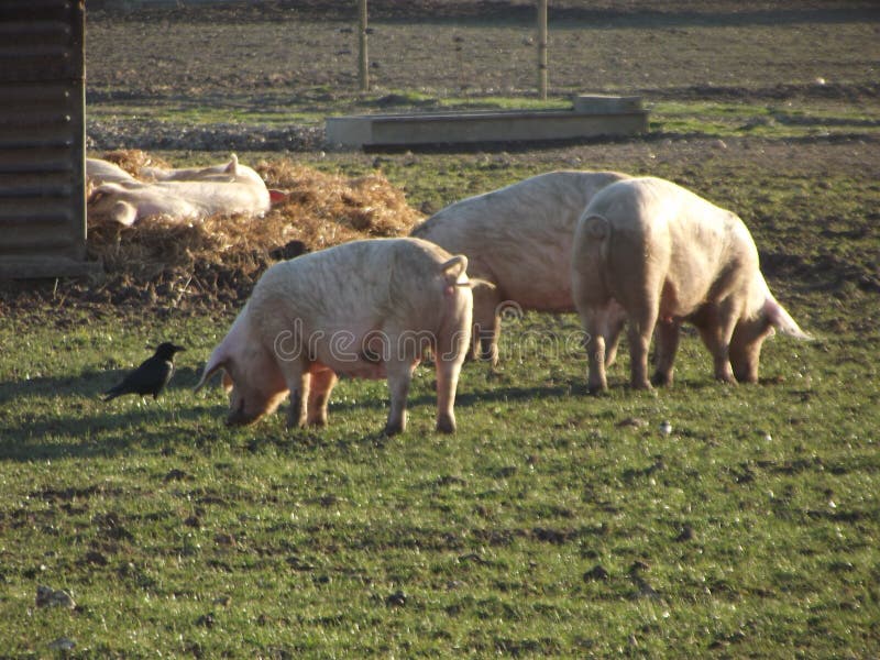 Pigs at Home stock image. Image of grass, pigs, farm - 143175365
