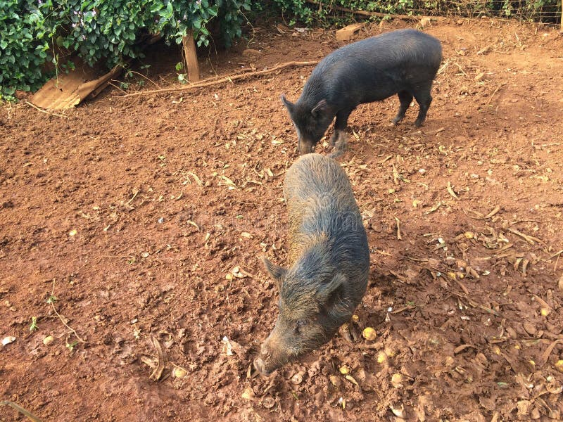 Pigs on Farm on Kauai Island, Hawaii. Stock Image - Image of hawaii ...