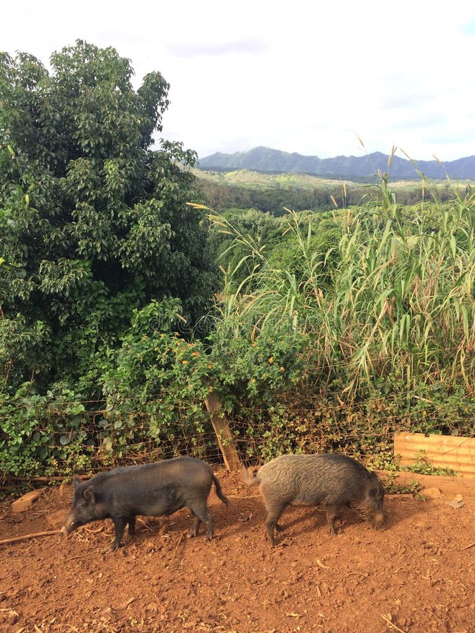 104 Pig Hawaii Stock Photos - Free & Royalty-Free Stock Photos from ...