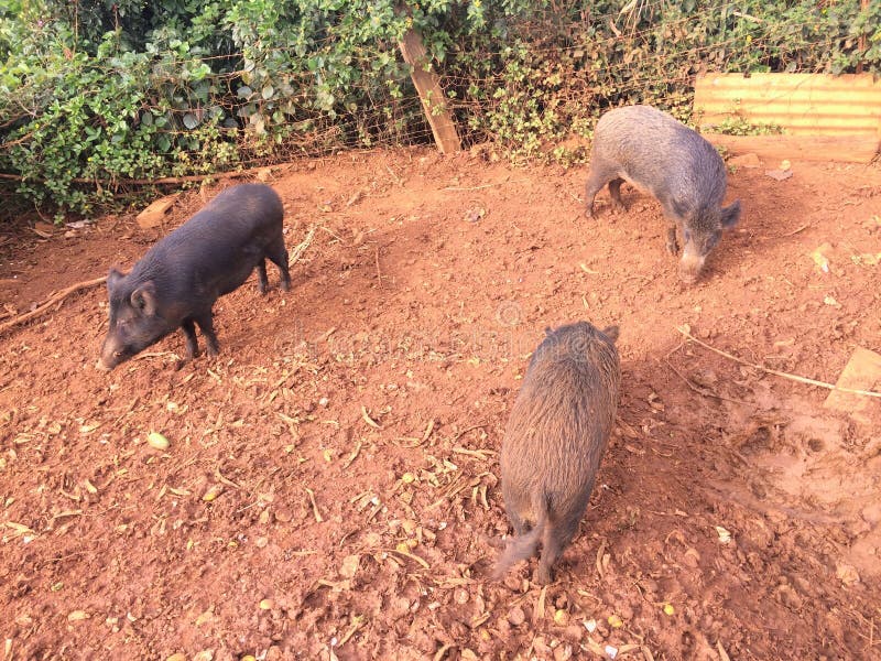 104 Pig Hawaii Stock Photos - Free & Royalty-Free Stock Photos from ...