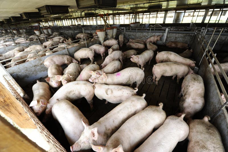 Pigs farm stock photo. Image of piglet, husbandry, dirty - 47671042