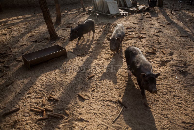 Pigs on farm stock photo. Image of food, livestock, piggy - 97272366