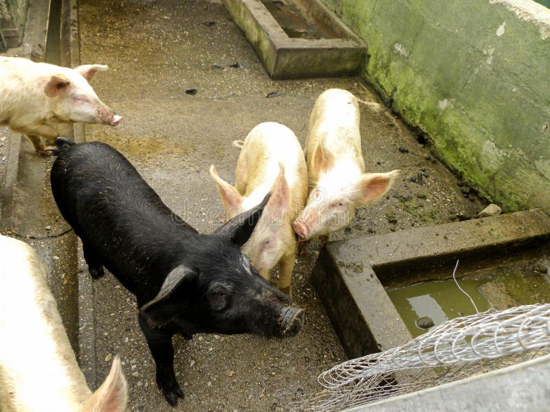 Pigs in the farmyard stock photo. Image of feeding, farm - 55517032
