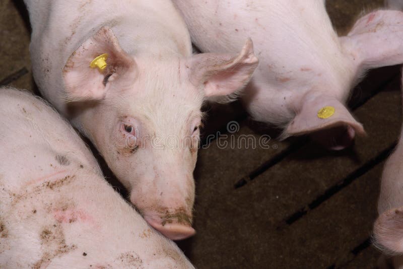 Pigs stock image. Image of interior, mammal, livestock - 85372929