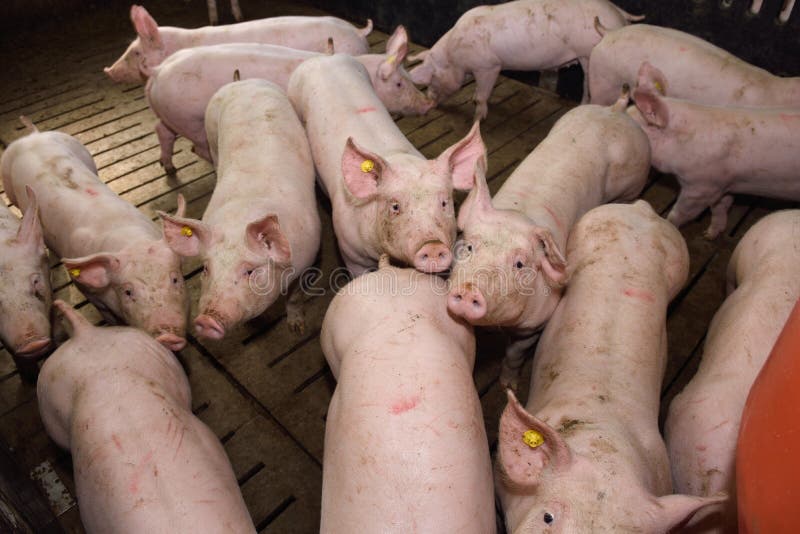 Pigs stock image. Image of interior, inside, animals - 85375645