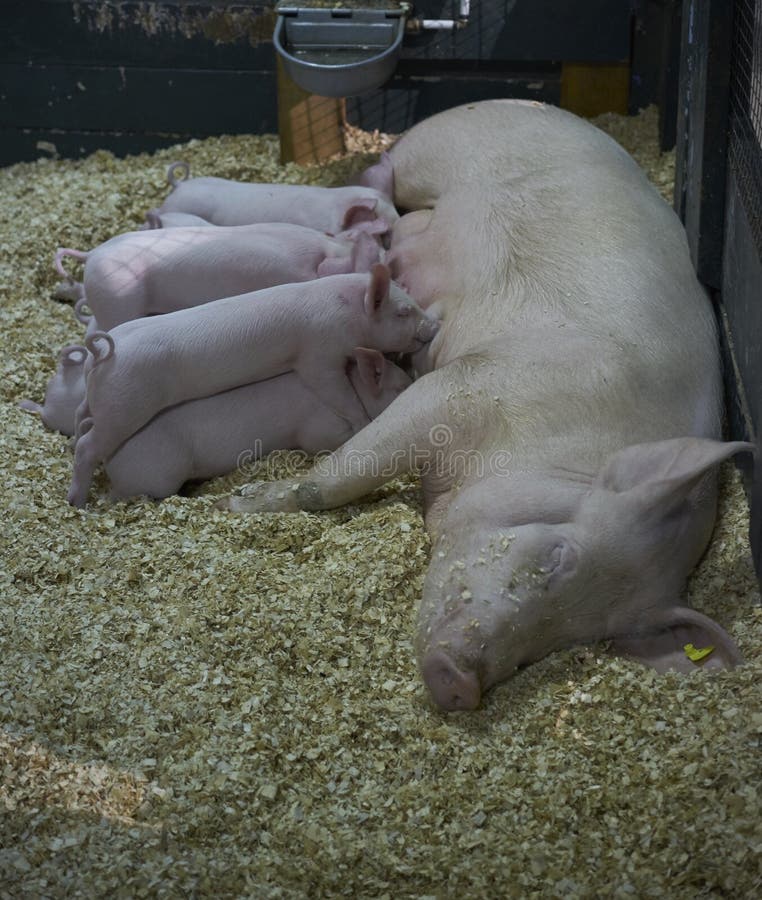 Pigs feeding at the barn stock image. Image of feed, offspring - 59511309