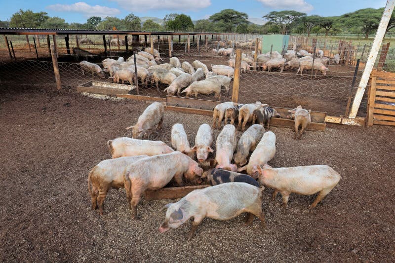 Pigs Feeding in Pens, Namibia Stock Photo - Image of domestic, ranch ...