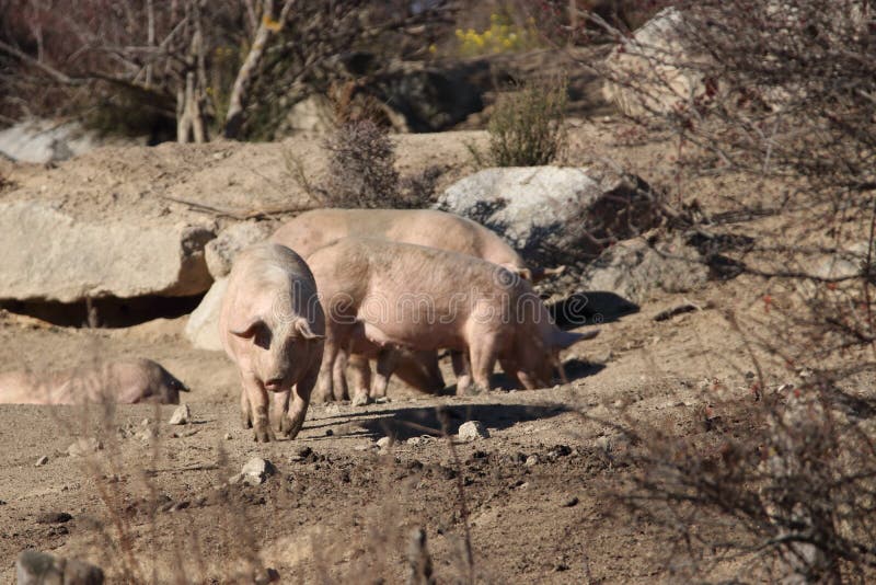 Pigs stock image. Image of breastfeeding, agriculture - 84523977