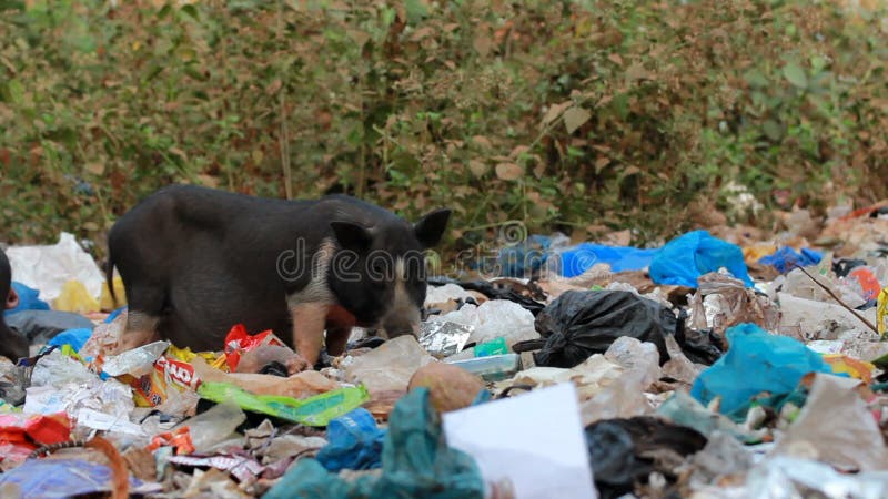 Pigs feeding from trough stock footage. Video of nusa - 43335694