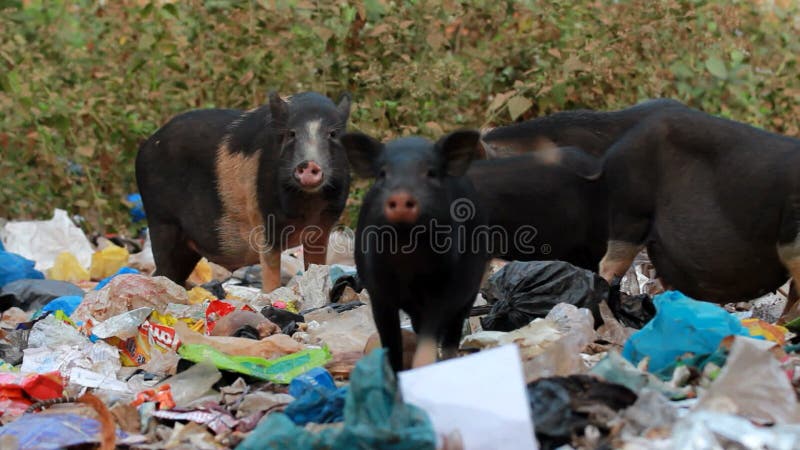 Pigs feeding from trough stock footage. Video of nusa - 43335694