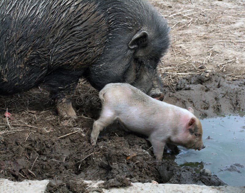 Pigs stock image. Image of farm, animal, wildlife, animals - 42585819